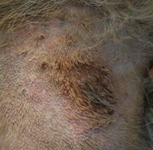 Koiran allergiatutkimukset - Aures iho- ja korvaeläinlääkärit